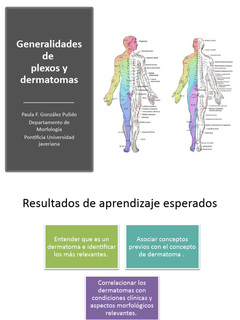 Plexos y Dermatomas | PDF | Médula espinal | Sistema nervioso
