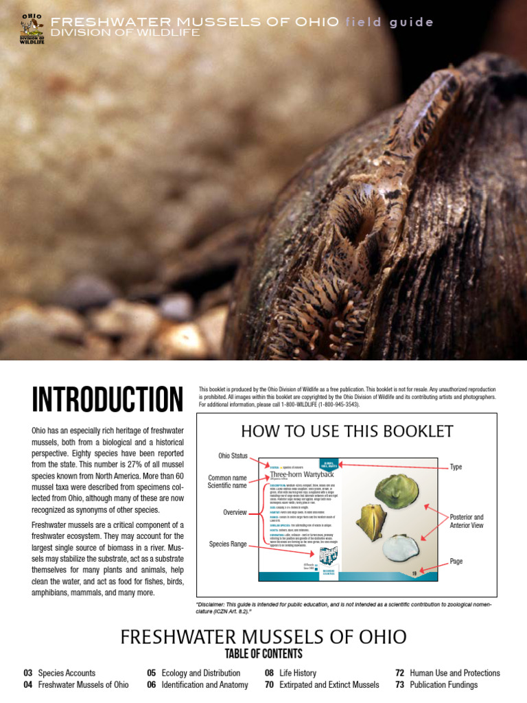 Mussel Field Guide | PDF