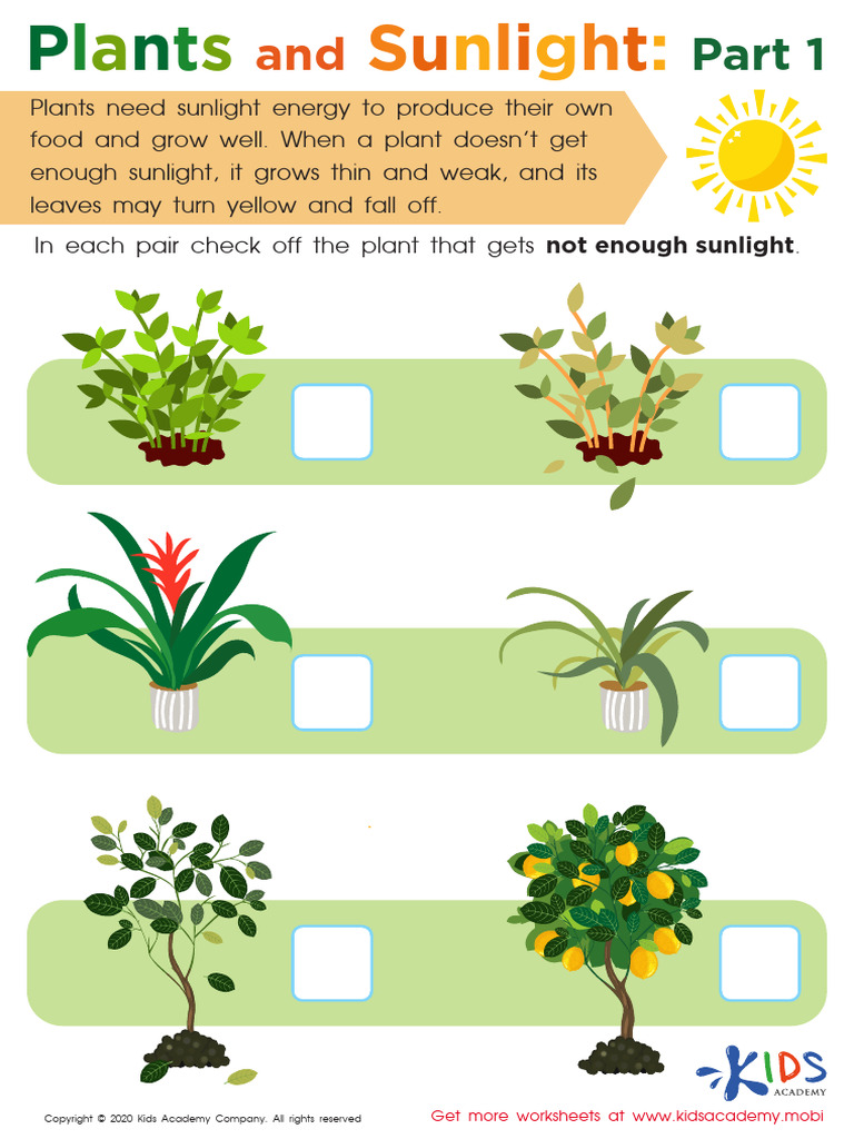 Plants and Sunlight Worksheet Grade 1 | PDF
