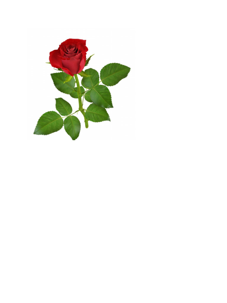 Trendafil Me Vese | PDF