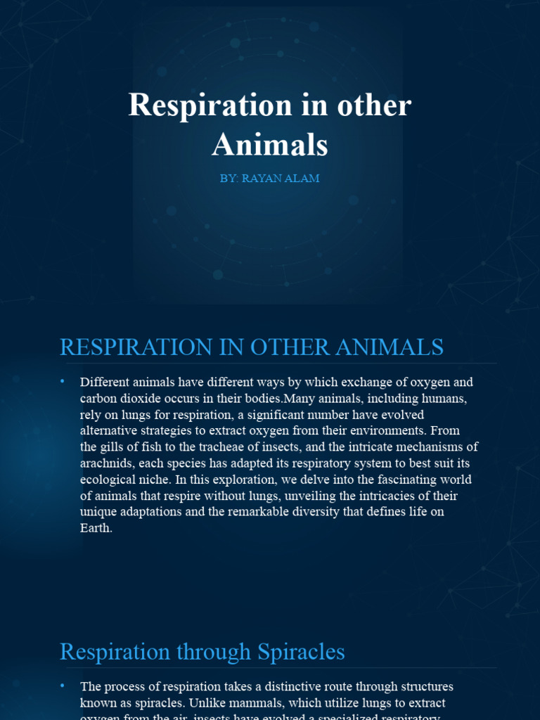 Respiration in Organisms Part 2 | PDF | Respiratory System | Lung
