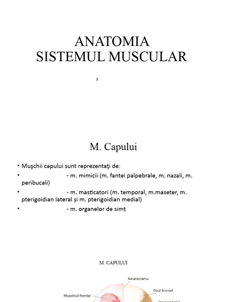 Lab. 2 - Sistemul Muscular PPT IFR | PDF