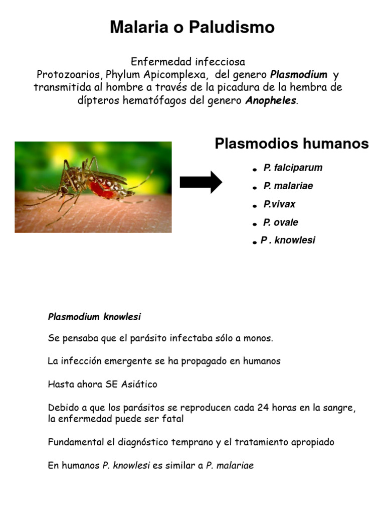 Plasmodium SPP 2020 - 1 | PDF | Malaria | Plasmodium