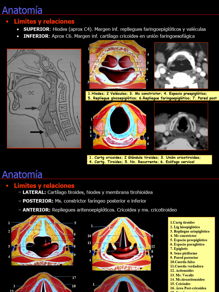 Anatomía Laringe | PDF | Laringe | Fisiologia Animal