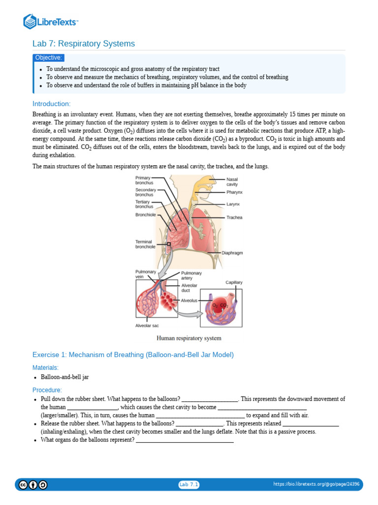 Lab_07__Respiratory_Systems | PDF | Breathing | Exhalation
