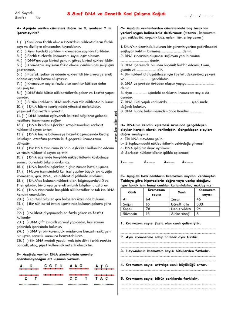8.2.1 DNA Ve Genetik Kod Çalışma Kağıdı | PDF