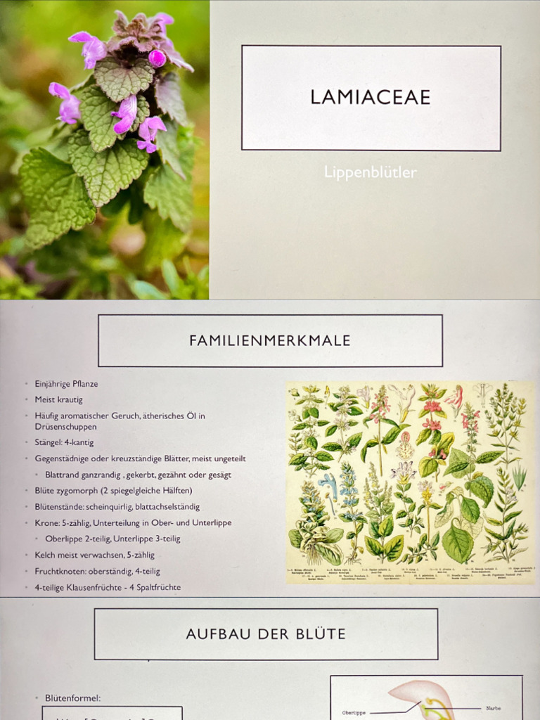 Lamiaceae | PDF