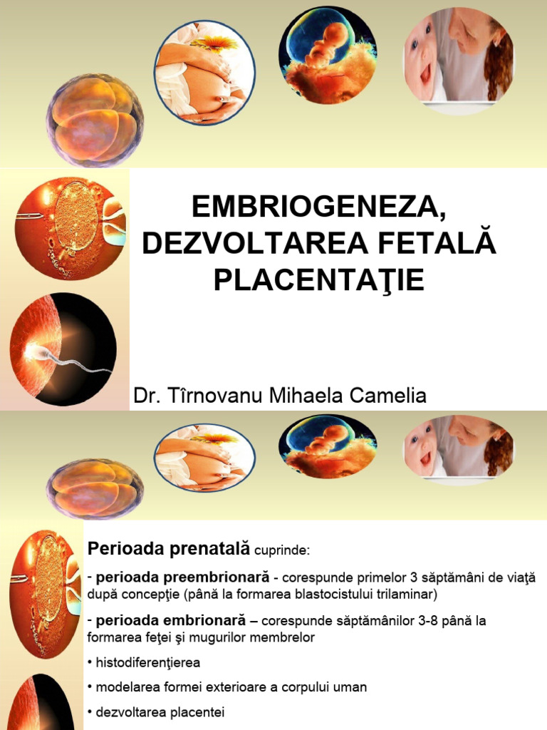 Embriogeneza Dezvoltarea Fetala Placentatie | PDF