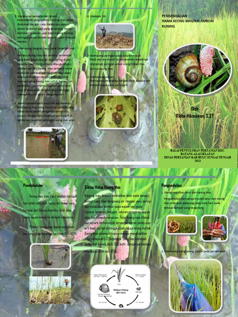 Pengendalian Hama Keong Mas pada Padi | PDF