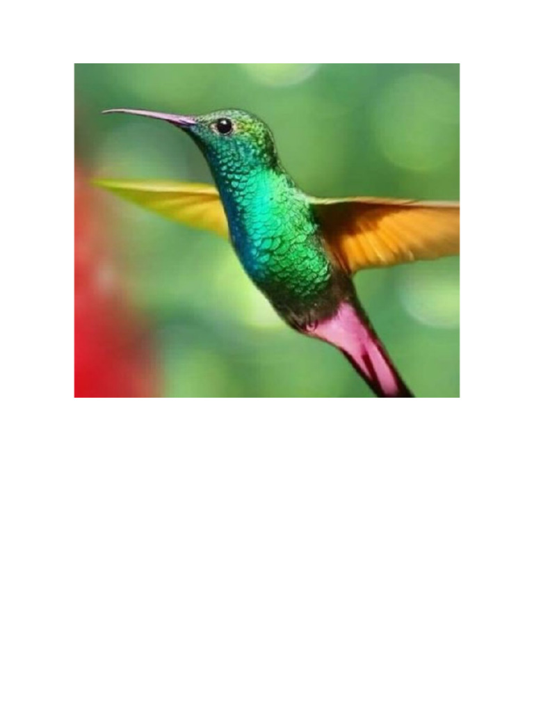 Colibri | PDF