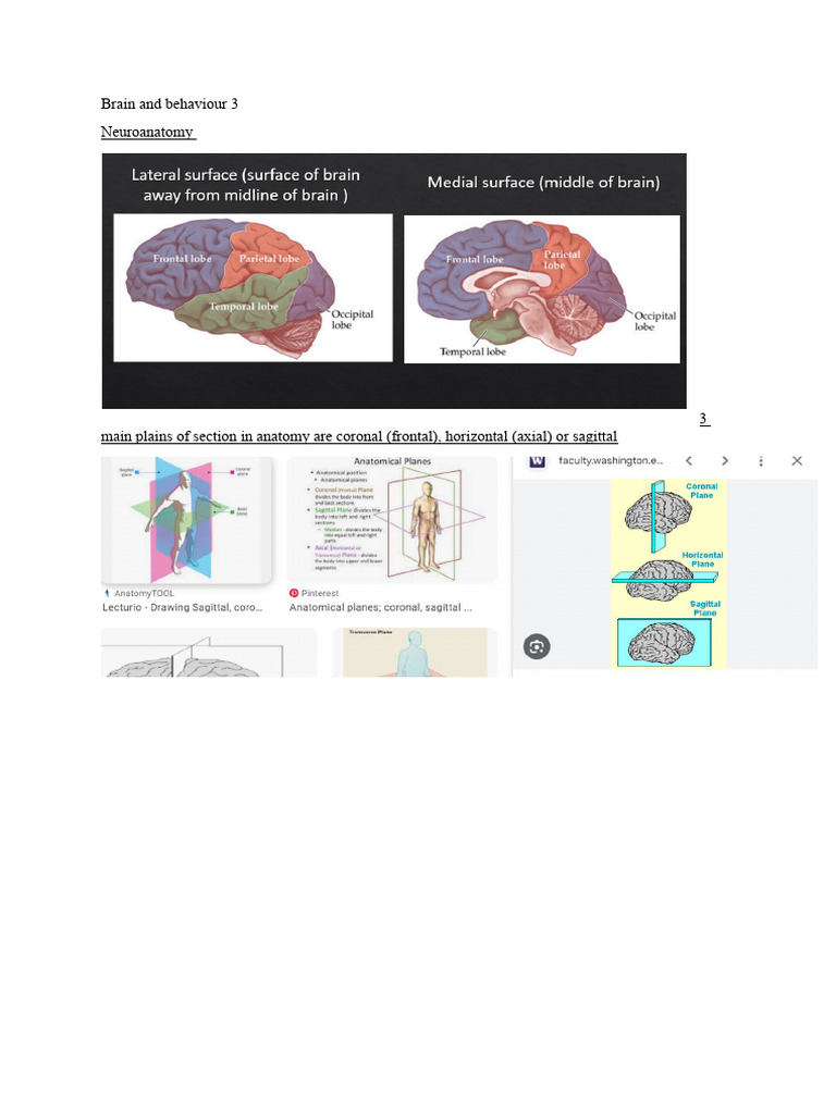 Brain and Behaviour 3 | PDF | Nervous System | Central Nervous System