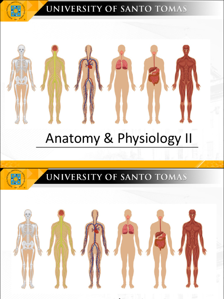 Reproductive System | PDF | Menstrual Cycle | Ovary