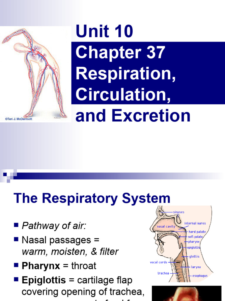 Unit10Chapter37Respiration Circulation Excretion 2 | PDF | Respiratory System | Respiratory Tract