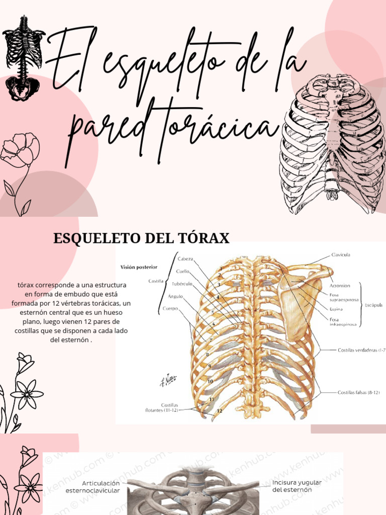 Anatomía de la Cavidad Torácica | PDF | Tórax | Articulación