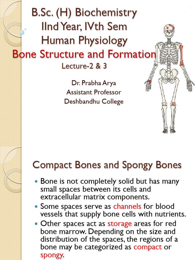 BC (H) - IV-Human Physiology-Bone Structure and Formation-2 & 3 | PDF ...