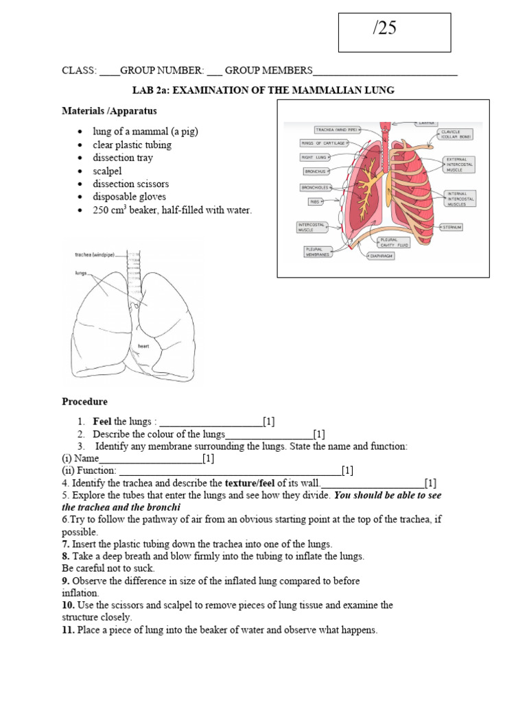 GRADE 10 BIOLOGY LAB 2-LUNG STRUCTURE & EFFECT OF EXERCISE ON BREATHING ...