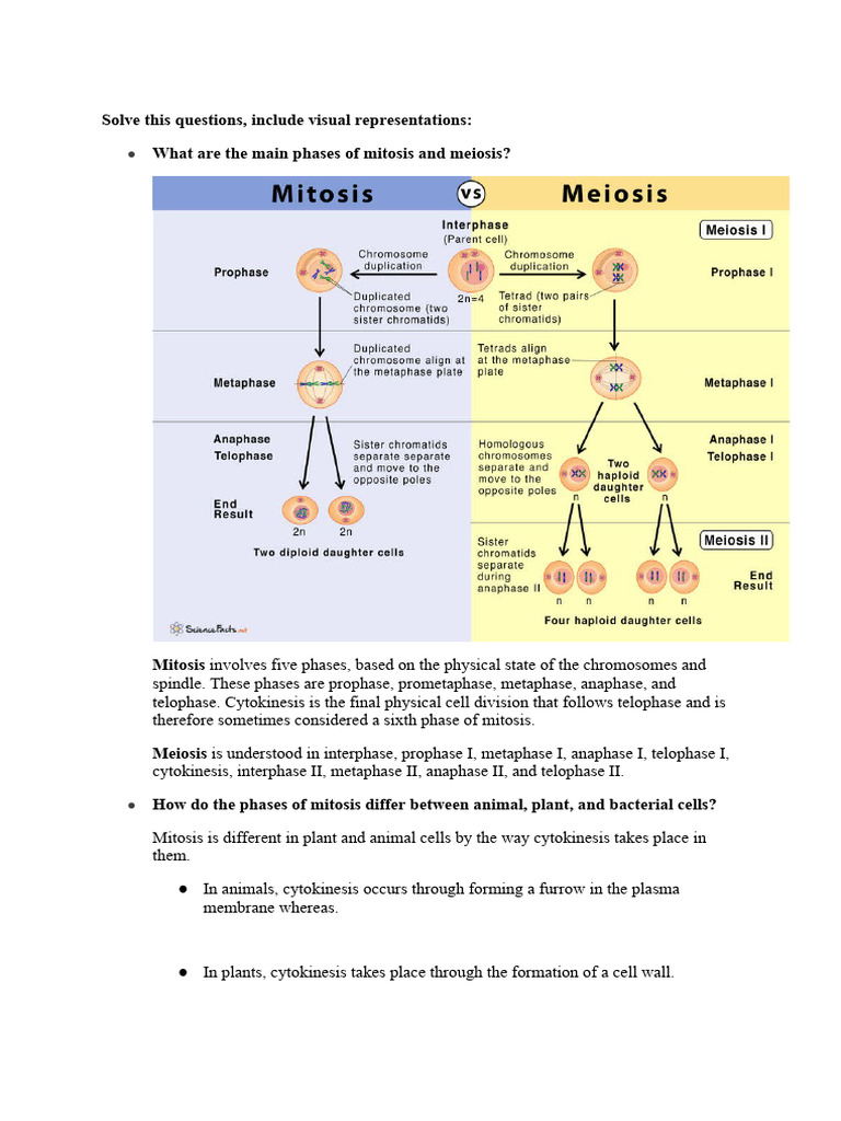 Pre-Lab - Mitosis and Meiosis | PDF | Meiosis | Mitosis