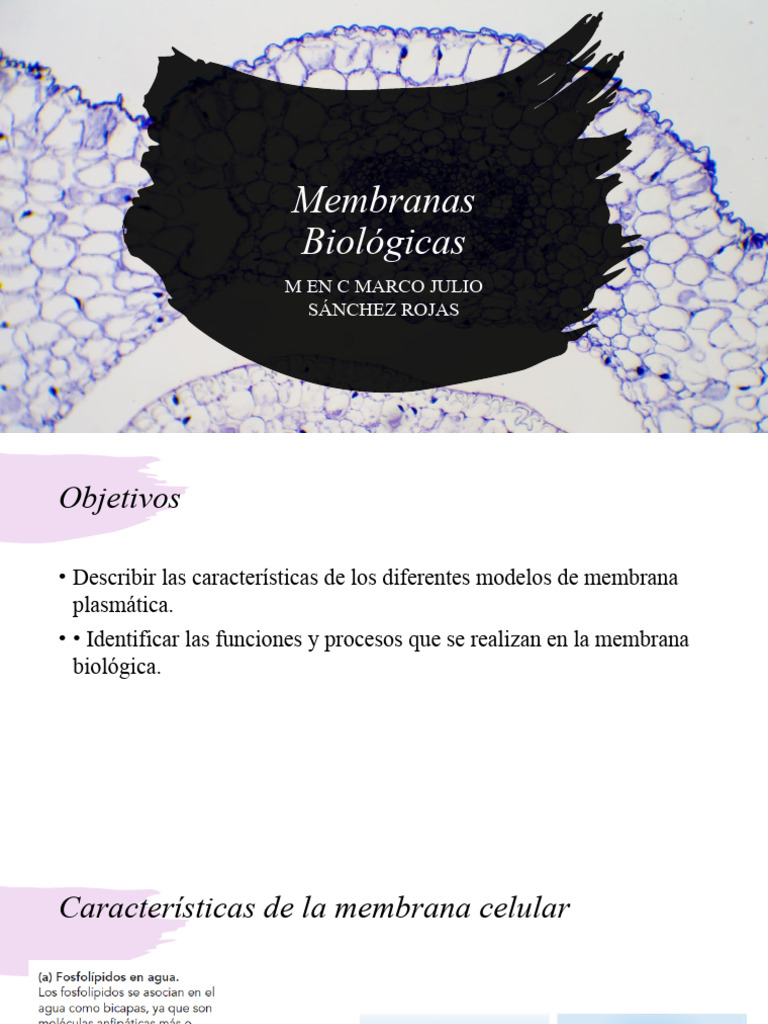 CLASE 2 Membranas Biológicas1 | PDF