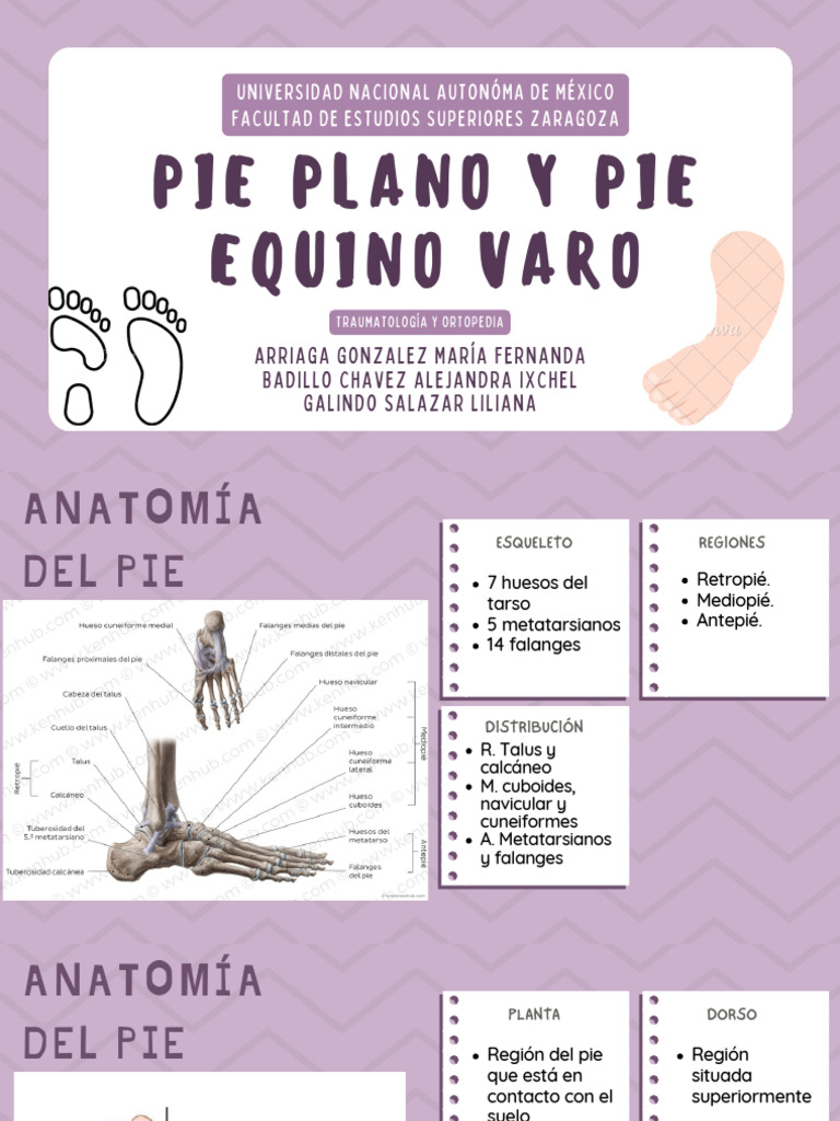 Pie Plano y Pie Equino | Descargar gratis PDF | Pie | Sistema esquelético