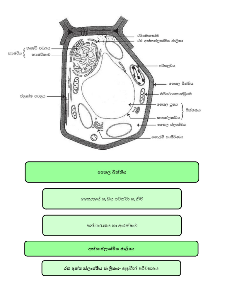 Typical Cell (Lesson 6) | PDF