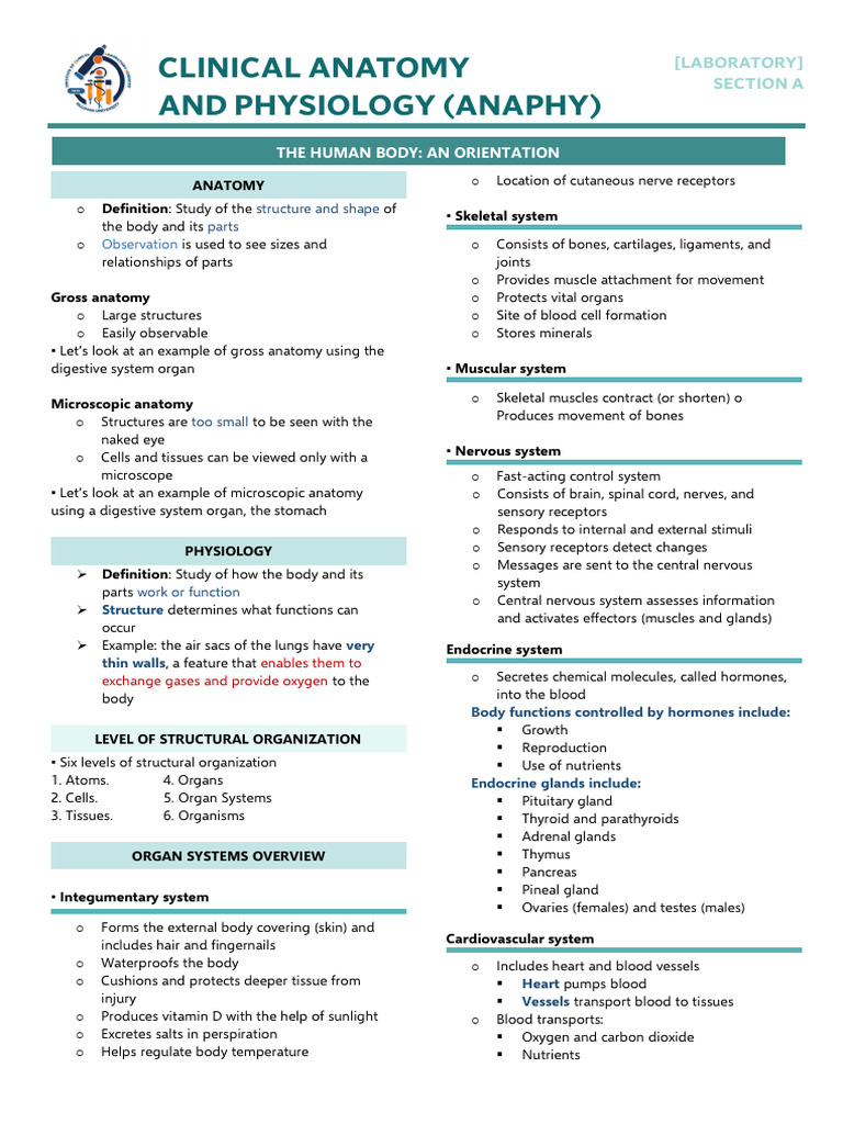 MT13 (LAB) ch01 - The Human Body (A4) | PDF
