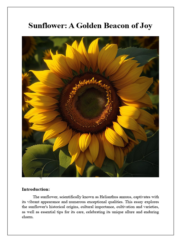 SUNFLOWER | PDF | Plants | Botany