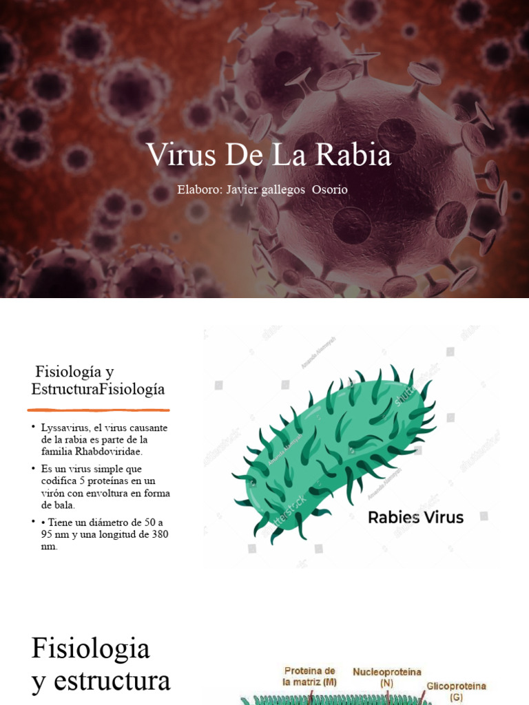 Virus de La Rabia | PDF | Rabia | Virus