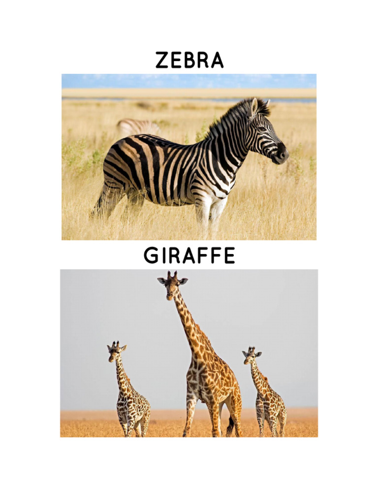 ZEBRA | PDF