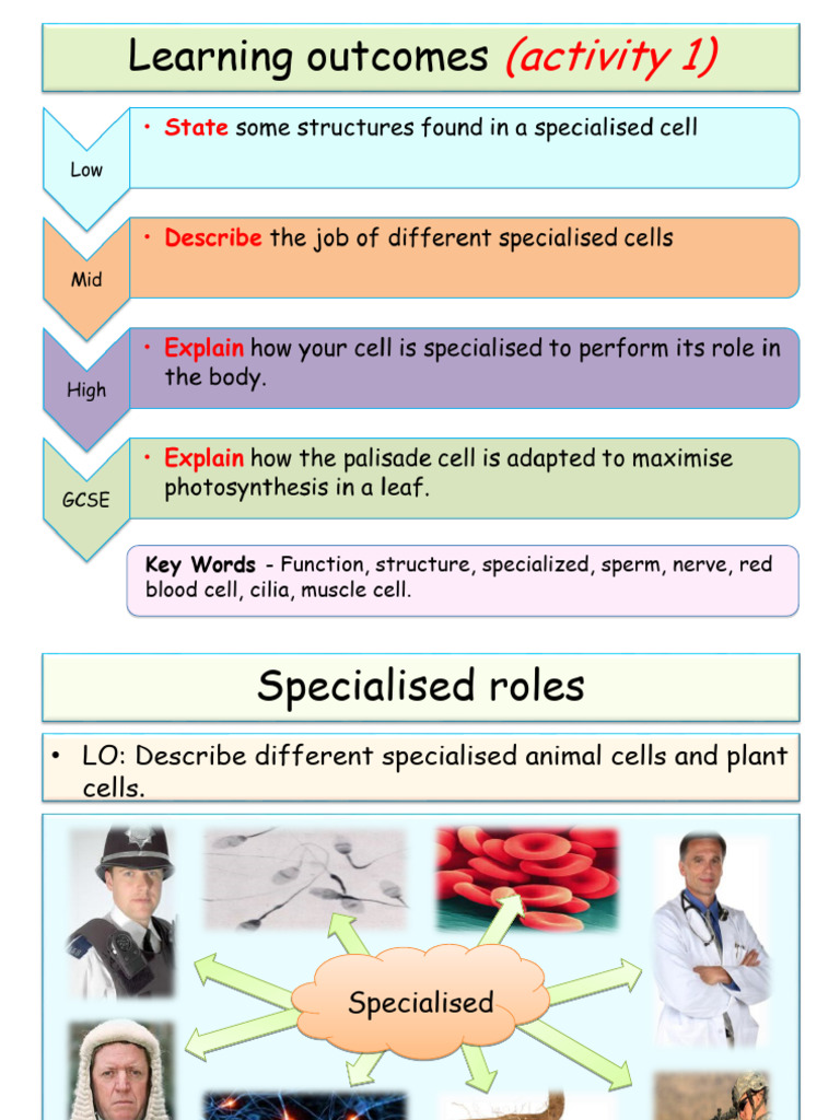 1.4 Specialised Cells PP | PDF | Cell (Biology) | Microscopy