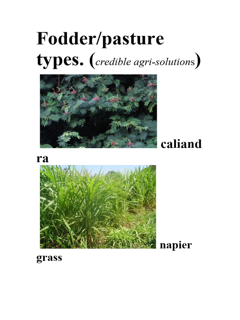 Pastures | PDF | Home & Garden