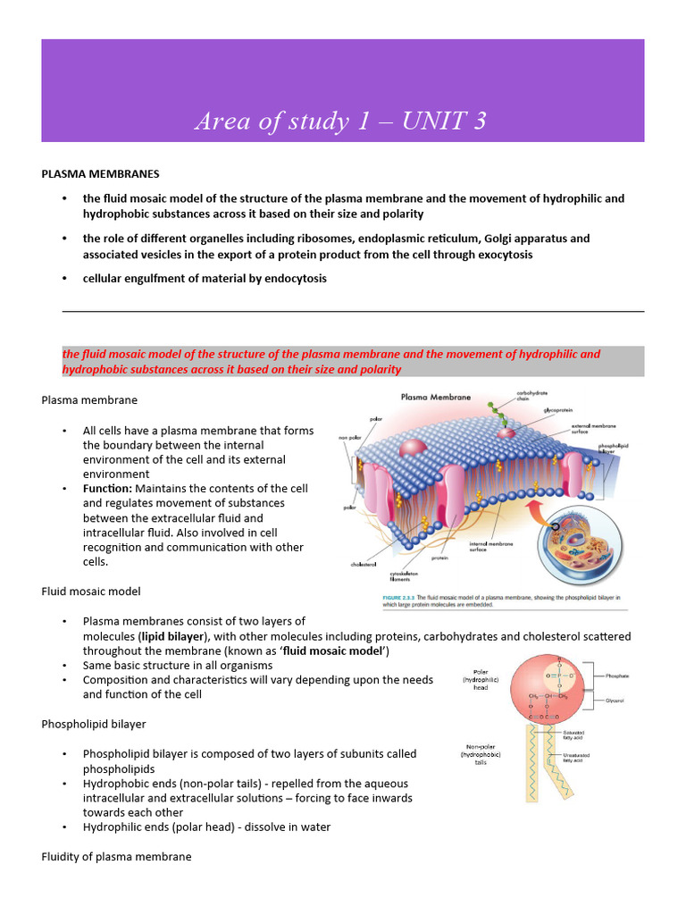 Unit 3 Vce Study Notes | PDF