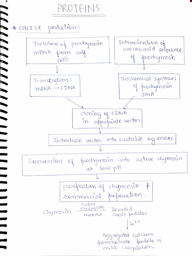 Protein Problems | PDF | Complementary Dna | Vector (Molecular Biology)
