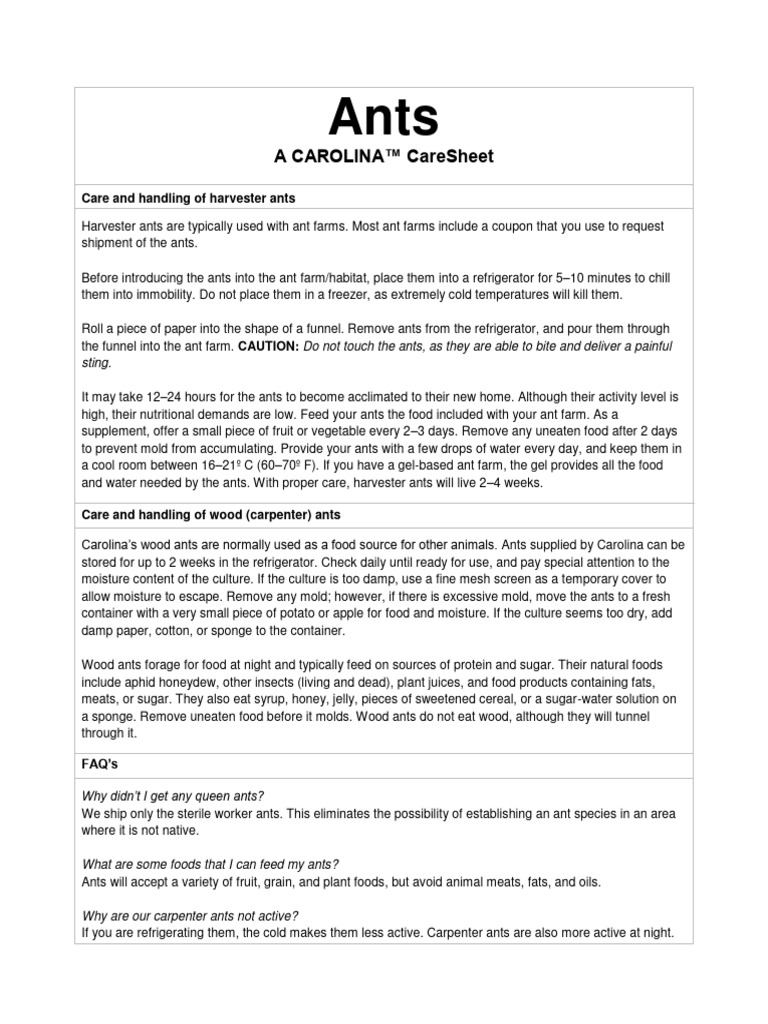 Ants | PDF | Foods | Ant