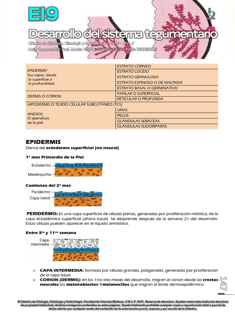 Epidermis | PDF | Piel | Epidermis