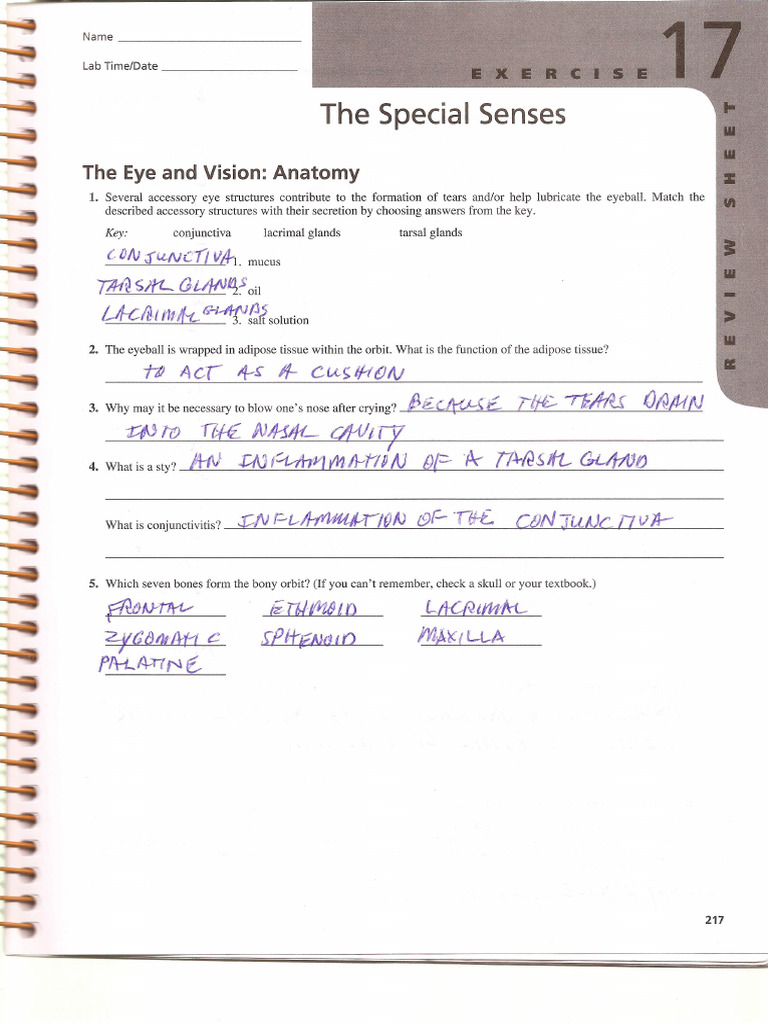 Lab Ex. 17 Review Sheet Answers0001 | PDF