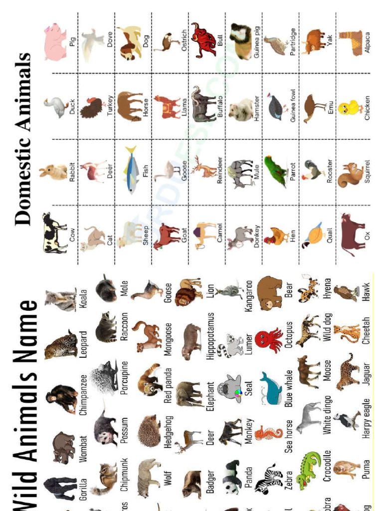 Animals | PDF