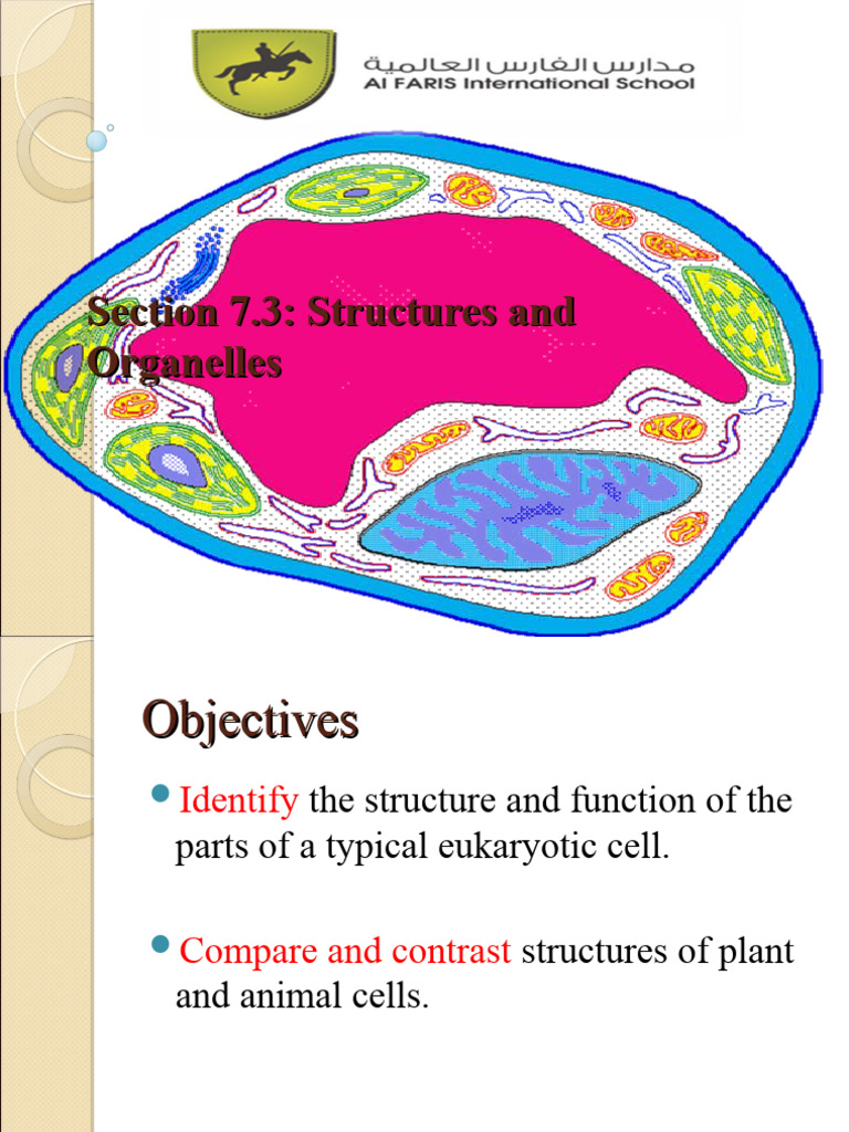 Cell Structures and Organelles Overview | PDF | Science & Mathematics