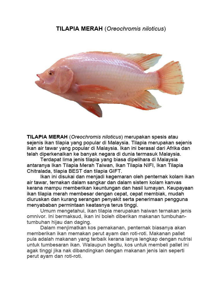 tilapia merah | PDF