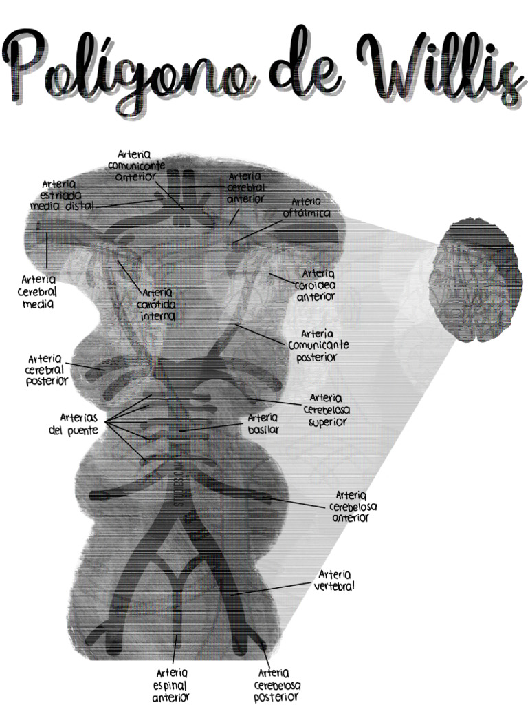Polígono de Willis | PDF | Angiología | Anatomía humana