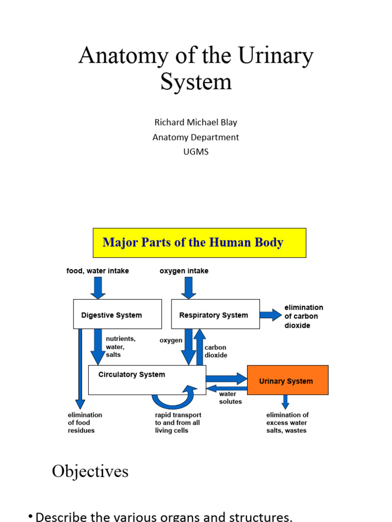 Anatomy of The Urinary System | Download Free PDF | Kidney | Human Body