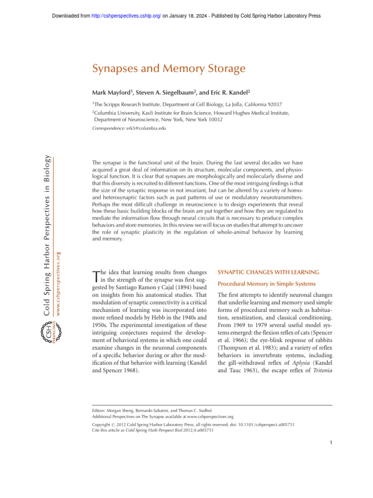 Synapse and Memory | PDF | Long Term Potentiation | Synaptic Plasticity