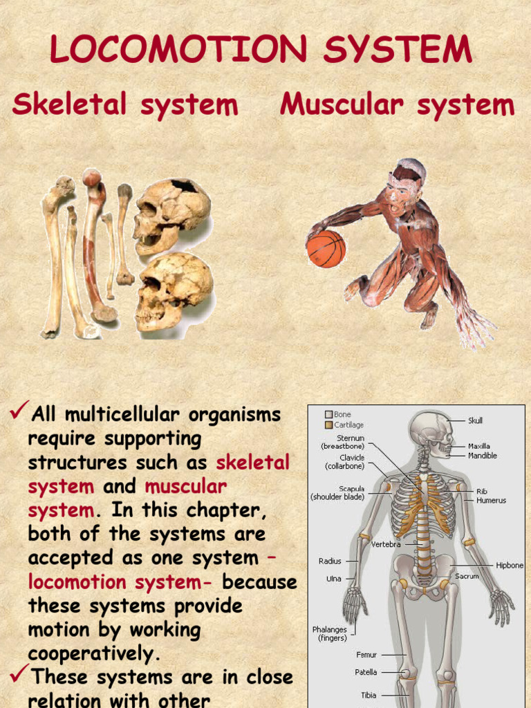 Locomotion System | PDF | Skeleton | Skeletal Muscle