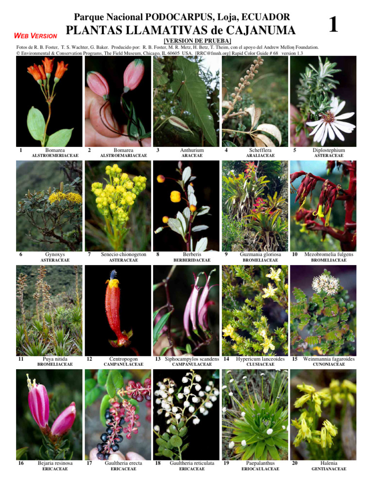 068 Cajanuma-Conspic v1.3 0 | PDF