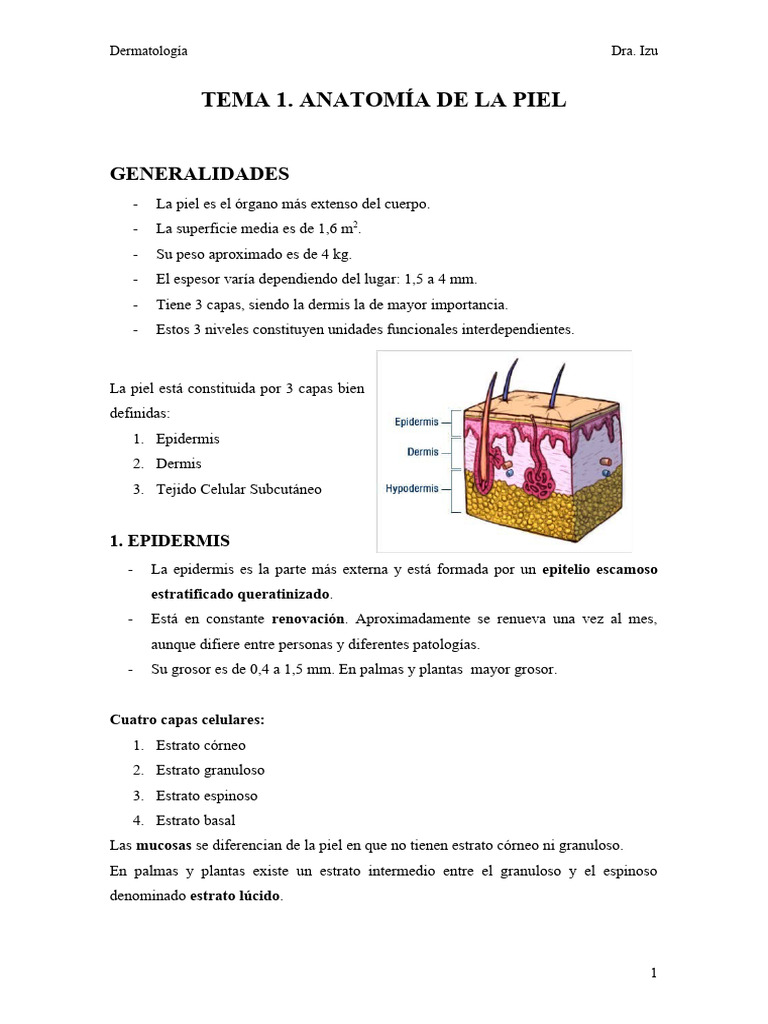 Anatomia de La Piel Tema 1 | PDF | Epidermis | Piel