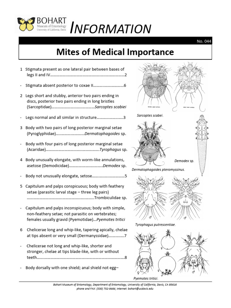 Mite Anatomy and Identification Guide | PDF | Anatomical Terms Of Location