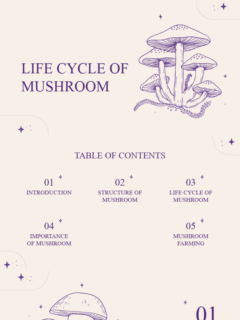 Lifecycle of Mushroom | PDF | Mushroom | Ploidy