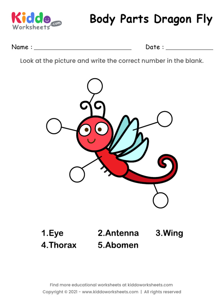 Labeled Dragonfly Body Parts Worksheet | PDF