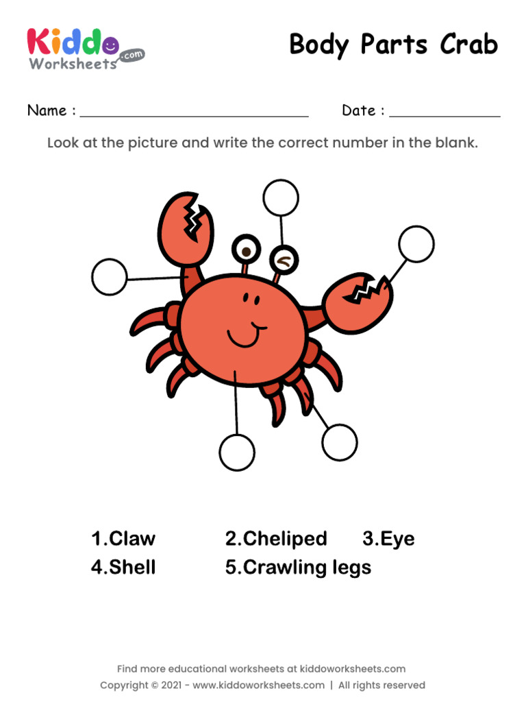 Labeled Crab Body Parts Worksheet | PDF