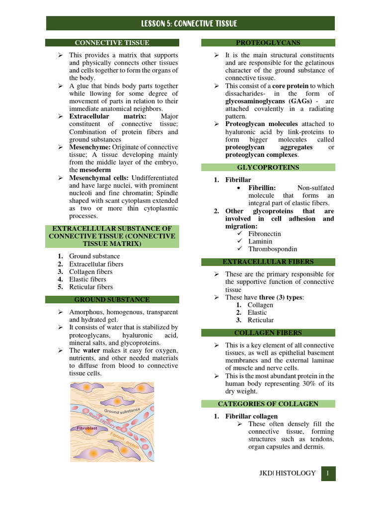 Histology: Connective Tissue Basics | PDF | Connective Tissue | Extracellular Matrix