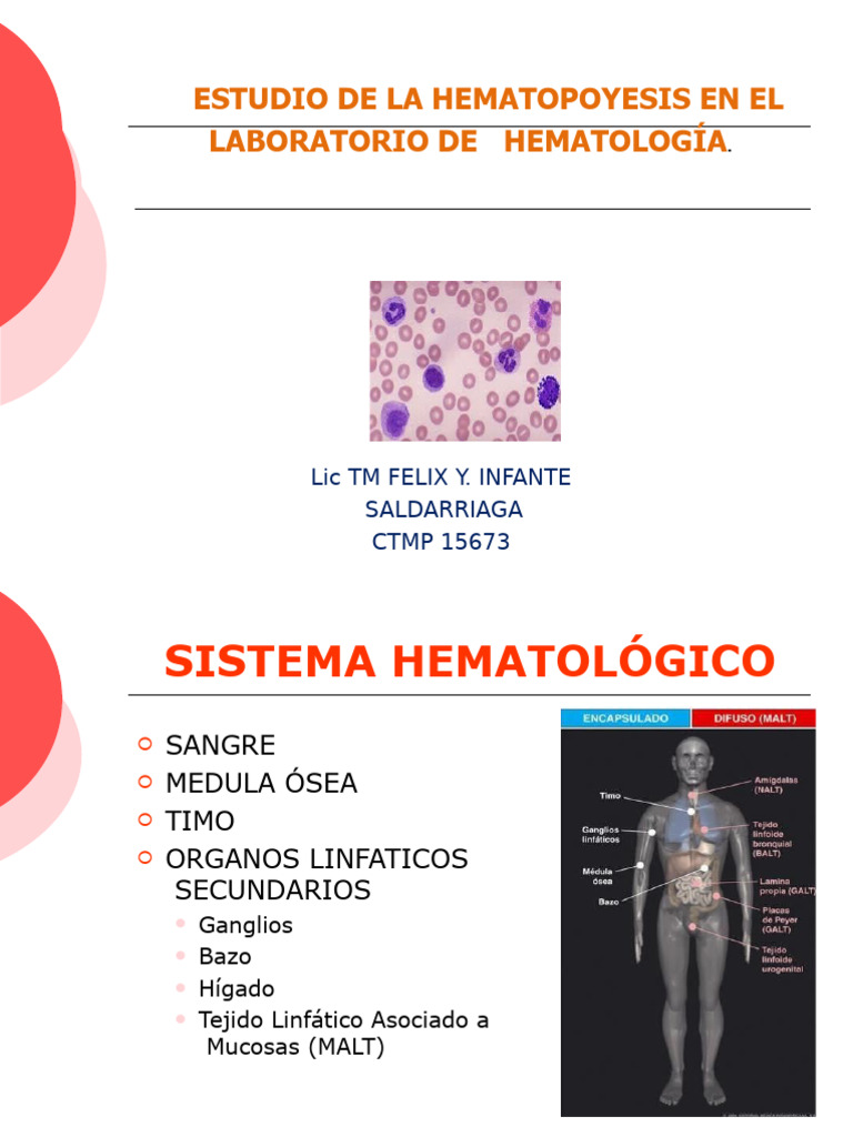 Hematopoyesis Clase | PDF | Hematopoyesis | Sistema inmune